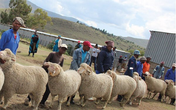 Top 5 In-Demand Jobs In Lesotho | MosebetsiHub.com